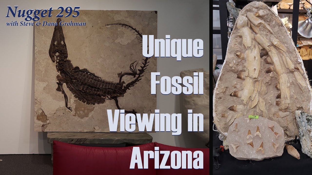 Unique Fossil Viewing in Arizona - YouTube