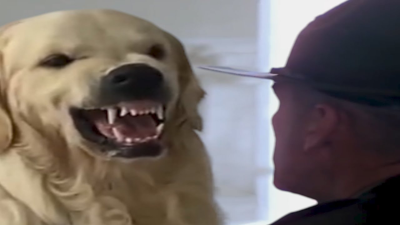 Doggo makes a war face ! - YouTube