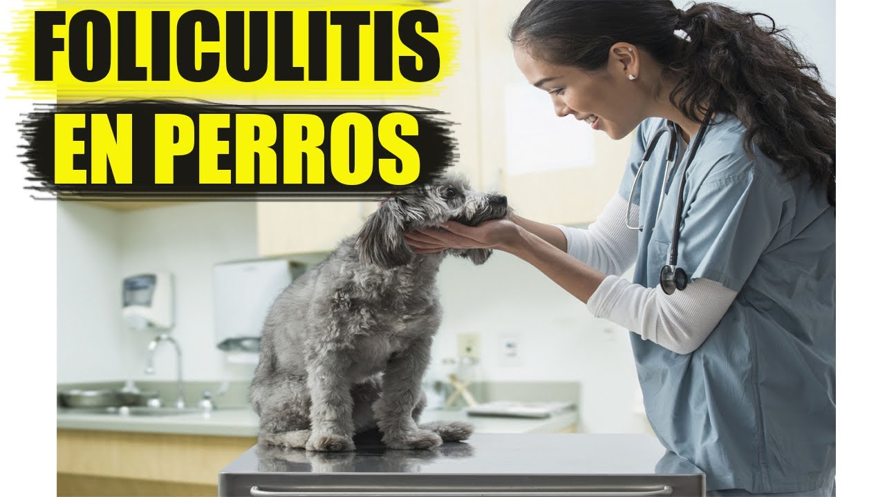 Foliculitis en Perros Causas, Síntomas y Tratamiento - YouTube