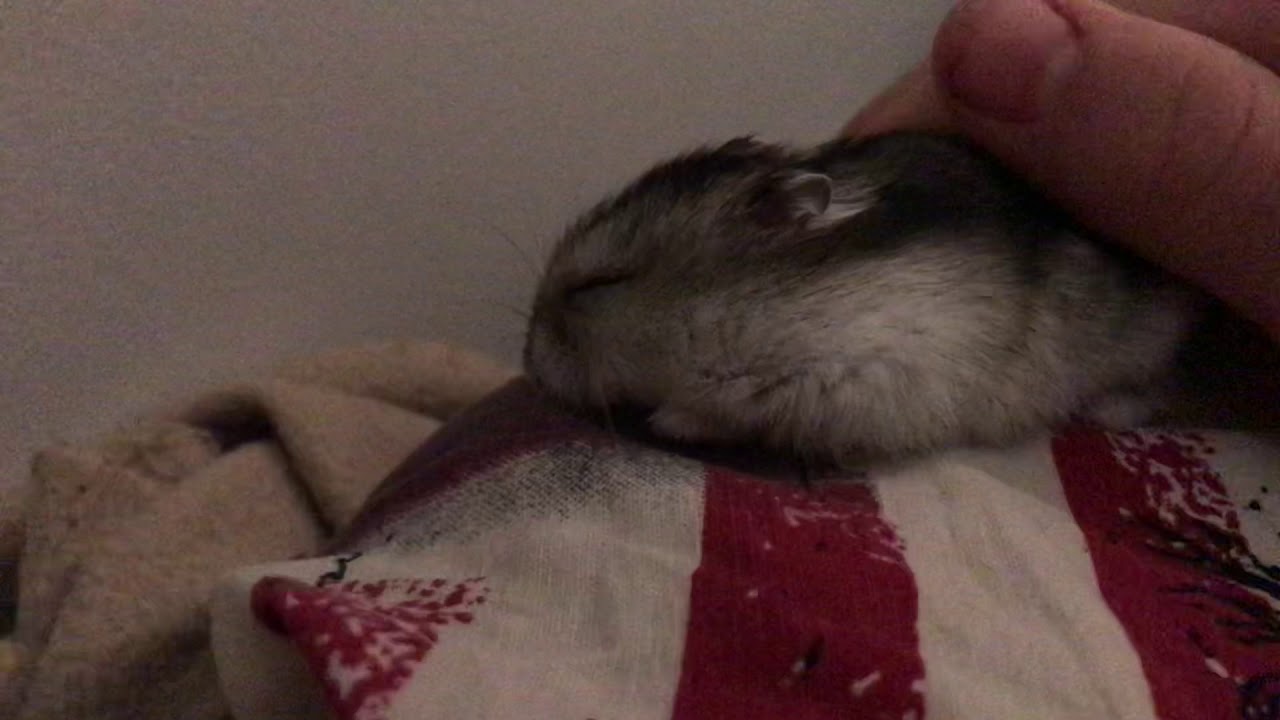 Hamster Saga tired🥺soo cute and gangsta - YouTube