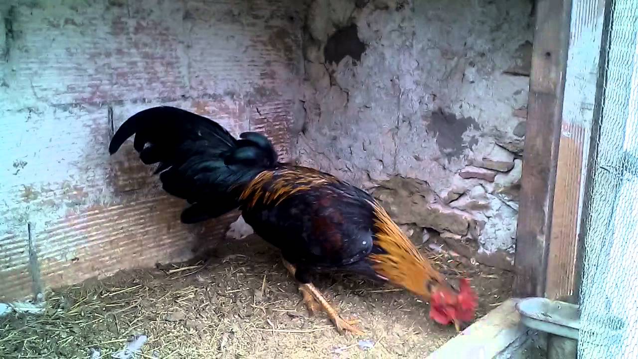 Gallo espagnol 40 - YouTube