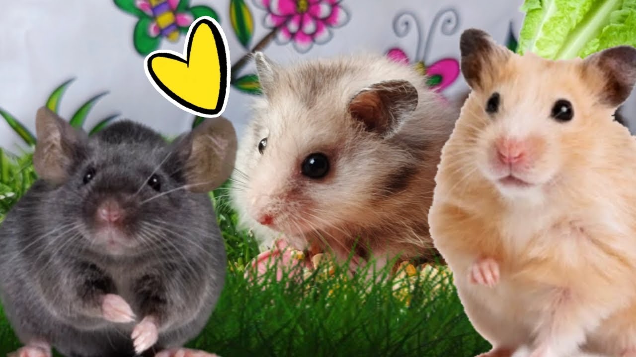 Cute Hamsters And Pet Syrian Hamsters - YouTube