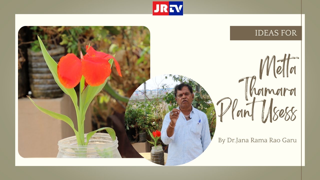 About Metta Thamara Plant Uses |Explained in English || JR TV Telugu ...