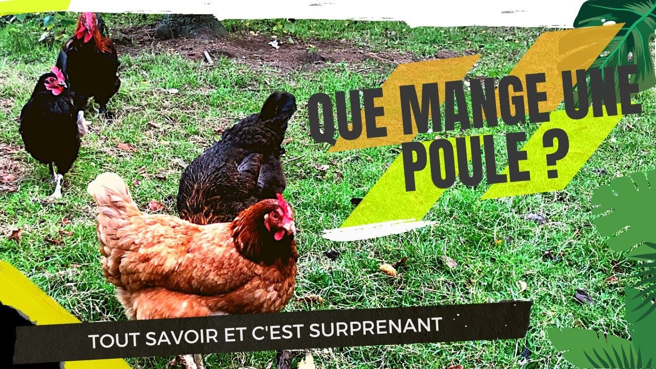 Que Mange une Poule ? (Tout savoir ) - YouTube
