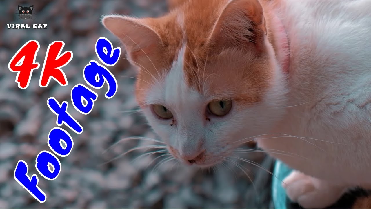 4K Quality Animal Footage - Cats and Kittens Beautiful Scenes Episode ...