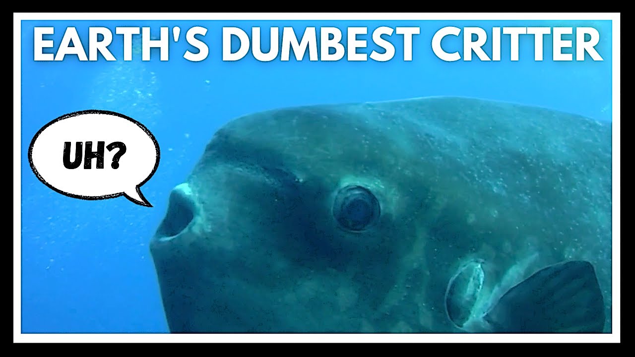 Meet the Fish So Useless, Even Evolution Gave Up - YouTube