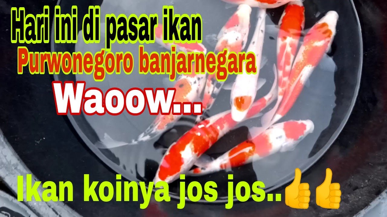 Hari ini ikan koi nya jos jos Di pasar ikan Purwonegoro Banjarnegara ...