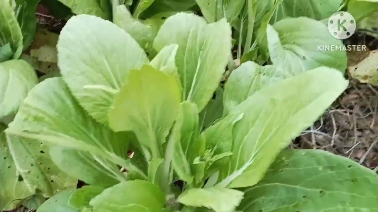 hnub no mus saib zaub ua ke os - YouTube