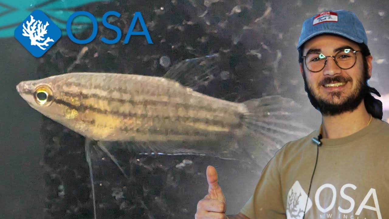Incredible Croaking Gourami at OSA! - YouTube
