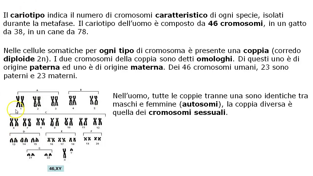 Corredo diploide ed aploide 2A - YouTube