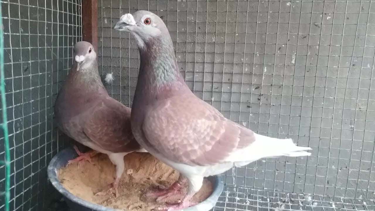 Racing Homer | Racing Homer For Sale | 9742749465 - YouTube