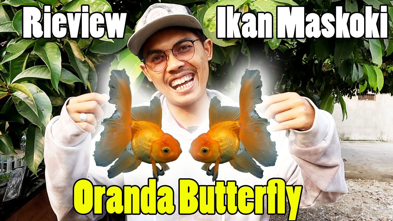 RIEVIEW IKAN MASKOKI ORANDA BUTTERFLY - YouTube