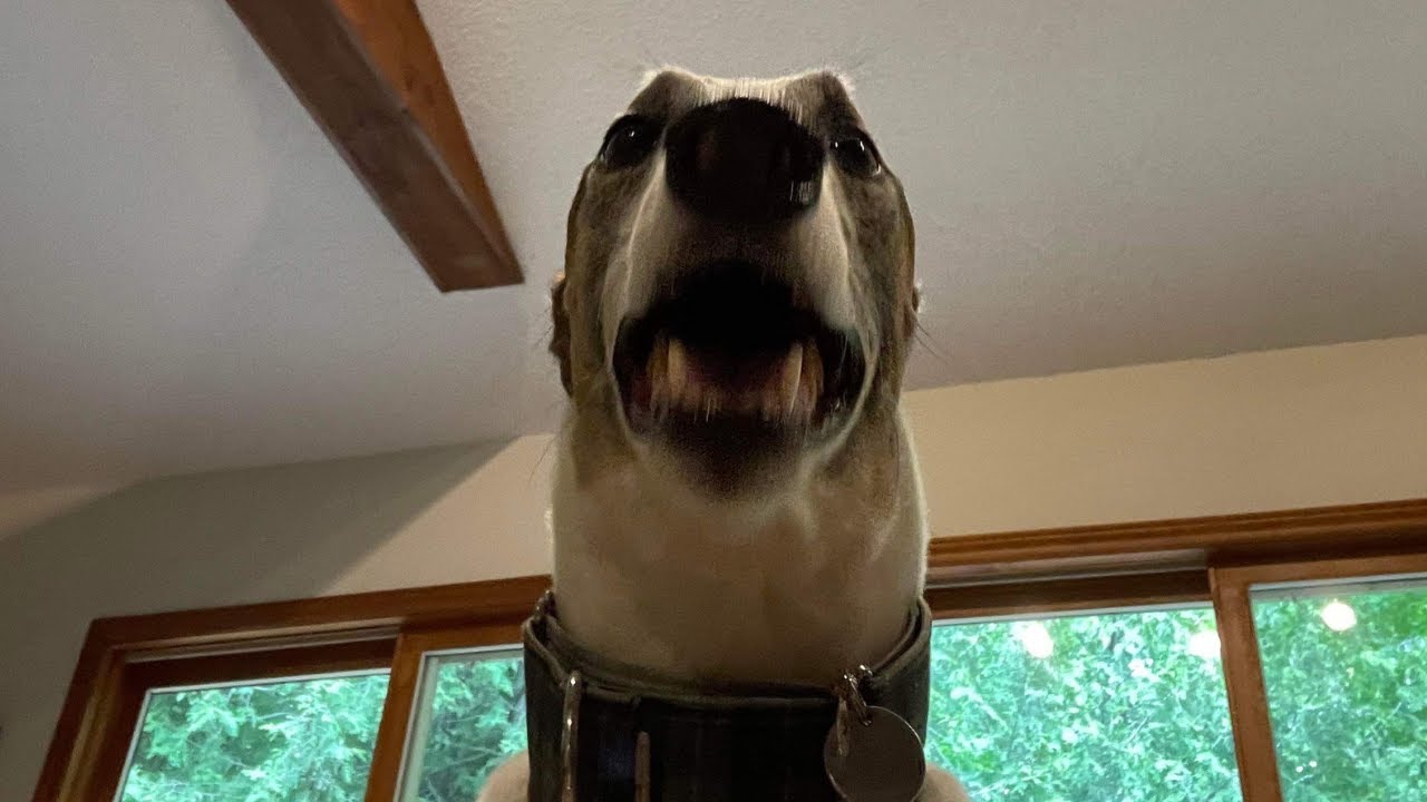 Disturbing footage of my adopted greyhound - YouTube