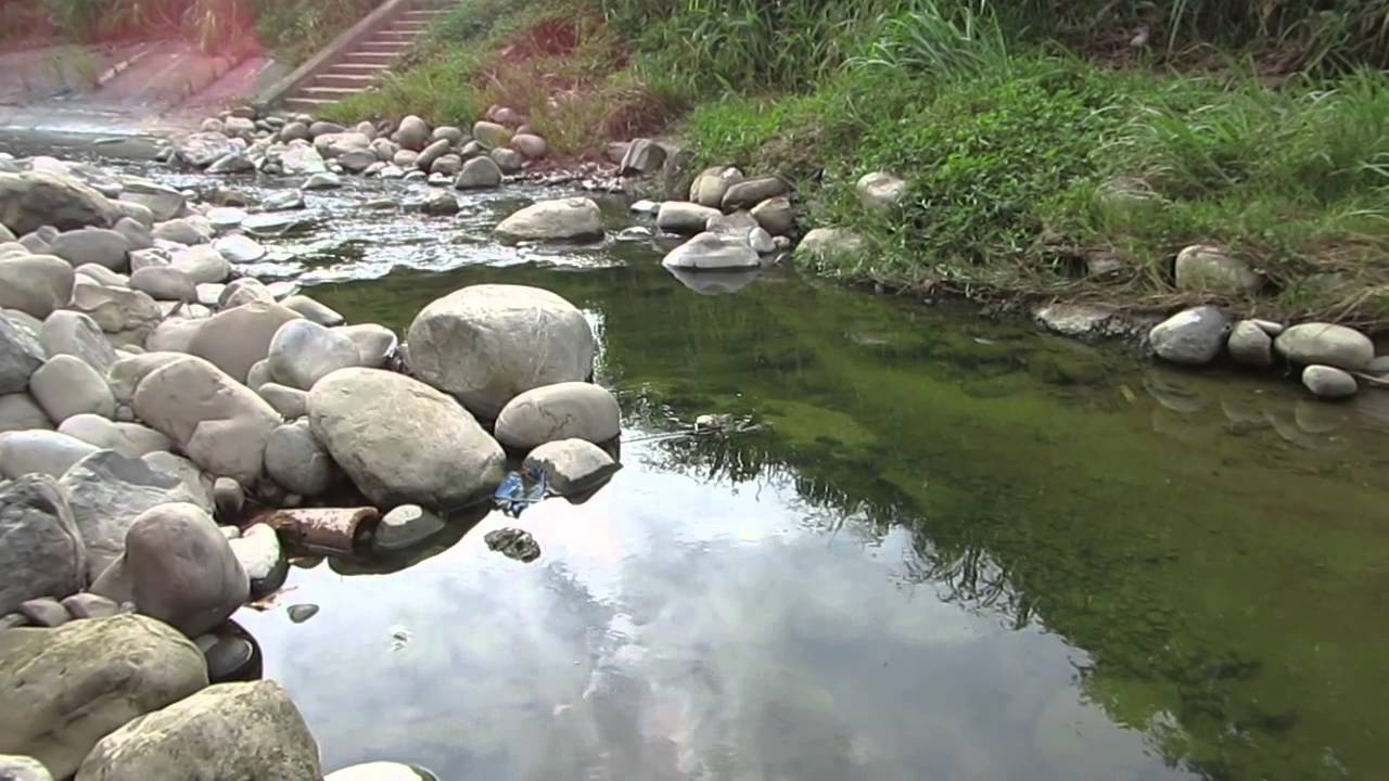 Taipei (Taiwan) River and Fish part 1 - YouTube