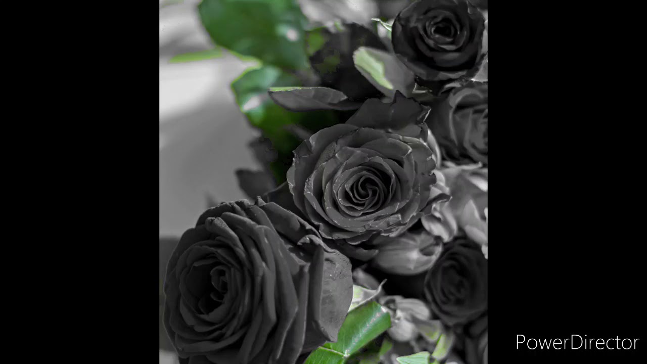 SAINt JHN Roses Original sped up to perfection - YouTube