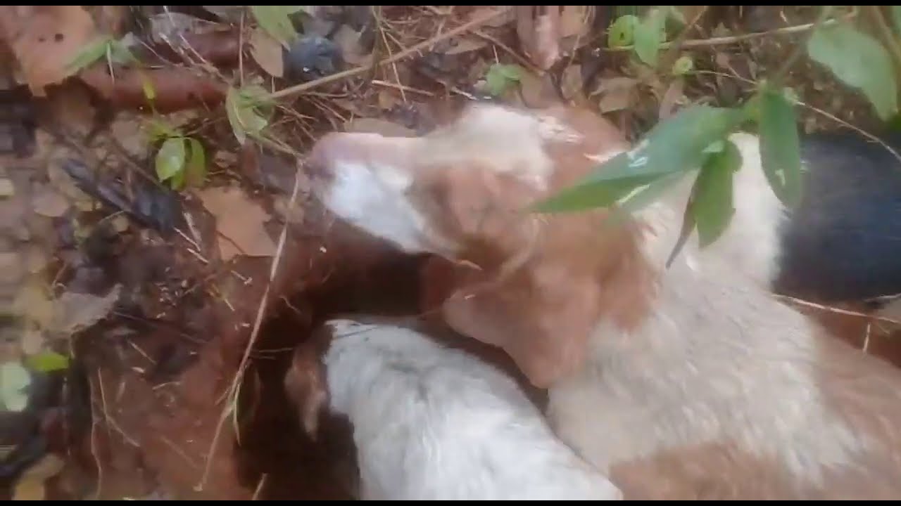 caçada de paca: Paca achada, depois de 4 horas correndo ela foi ...