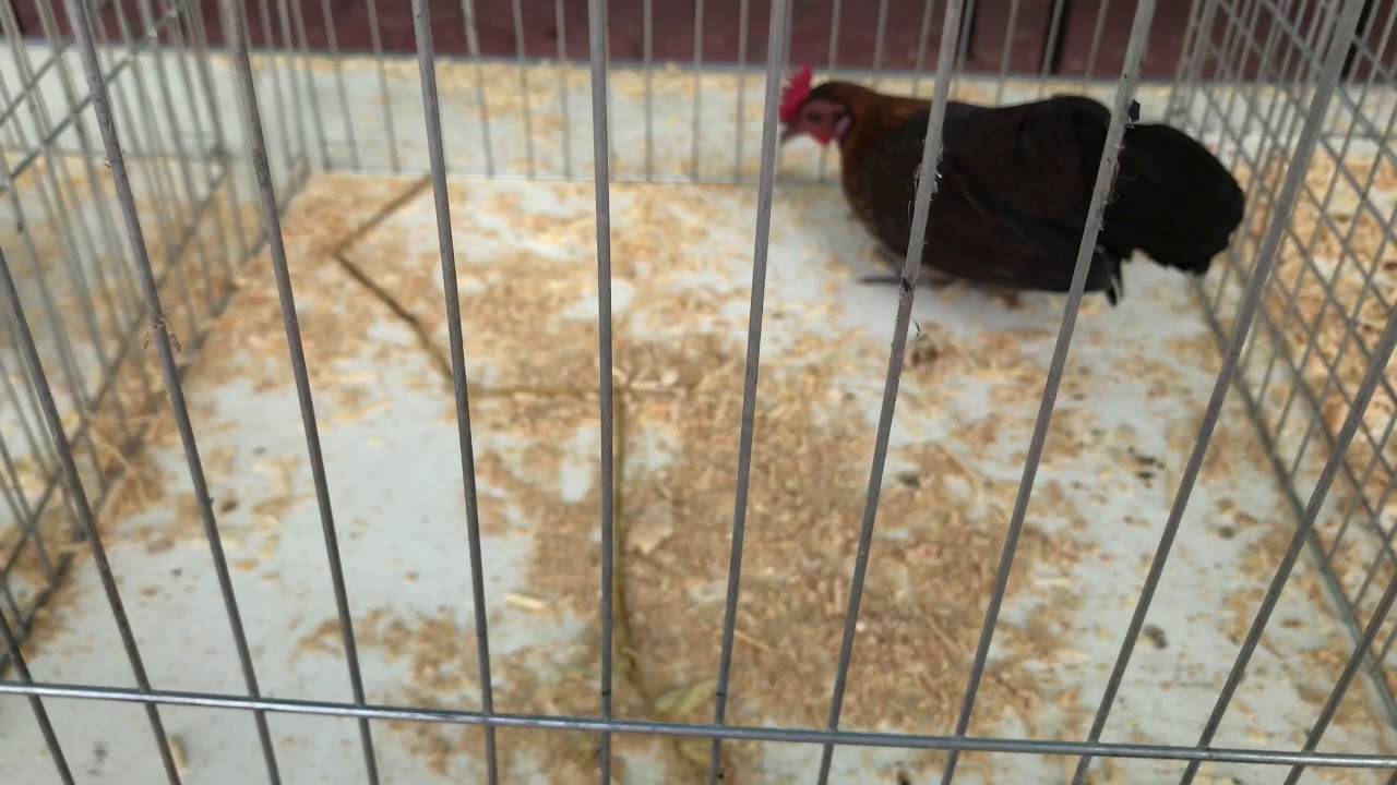 GALLINA AZTECA RETINTA Expo "yekas" 2019 Octubre 20 - YouTube