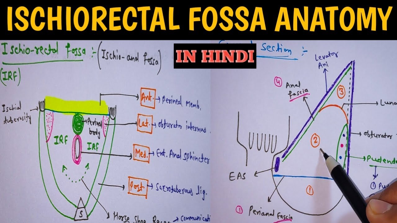 Ischiorectal(Ischioanal) fossa Anatomy - Boundaries and contents ...