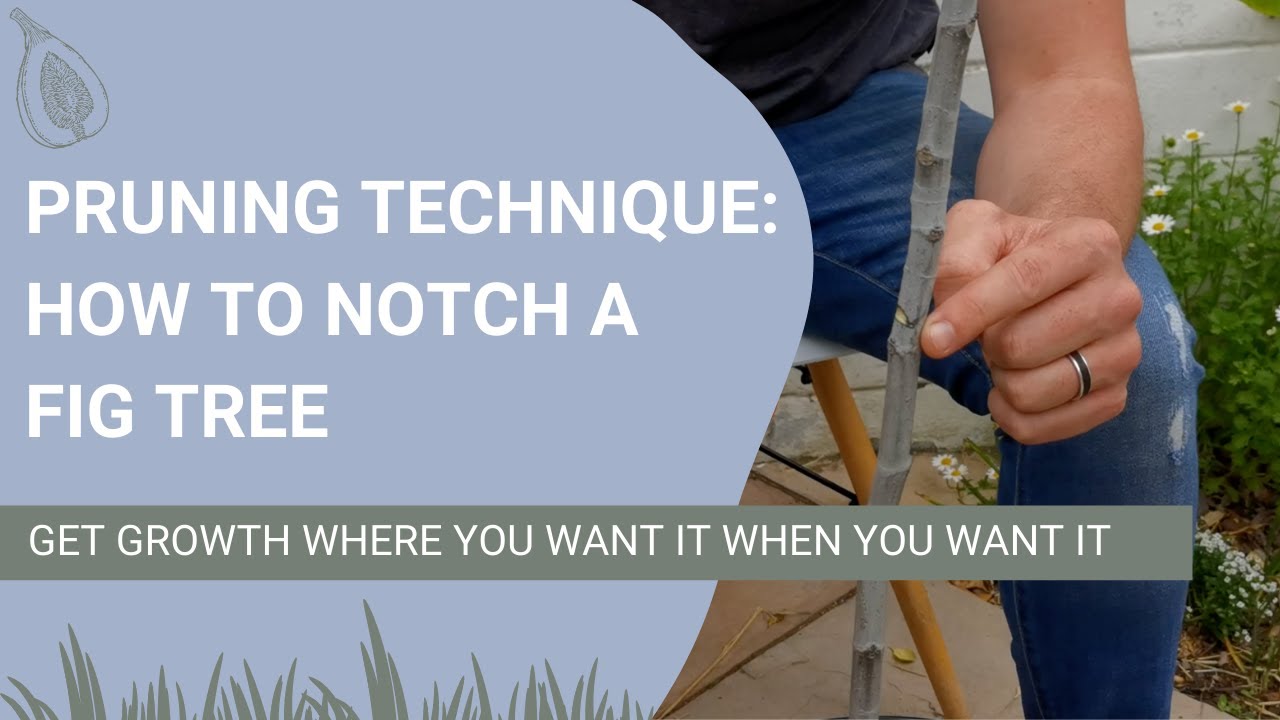 How to notch a fig tree - Detailed explanation with examples - YouTube