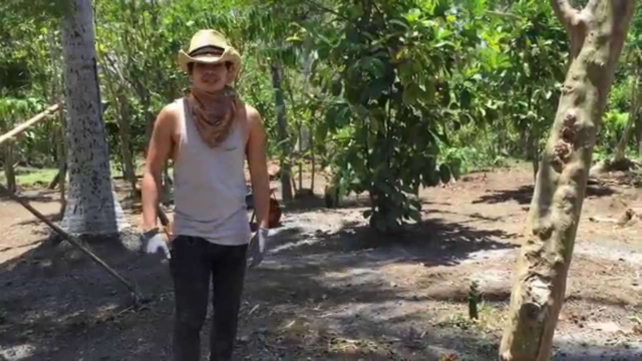 Jungle reforestation in the Philippines through plant circles and ...