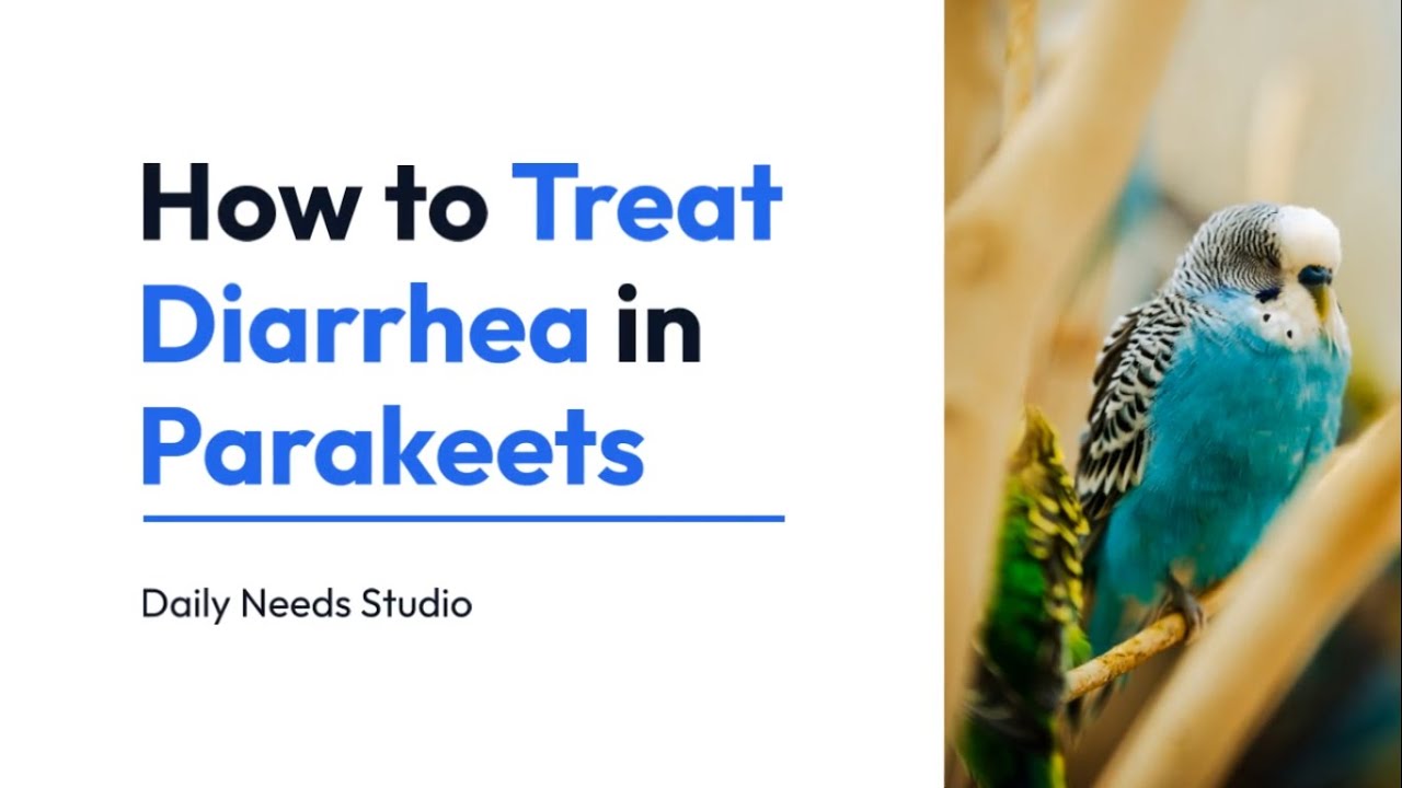 How to Treat Diarrhea in Parakeets | Daily Needs Studio - YouTube