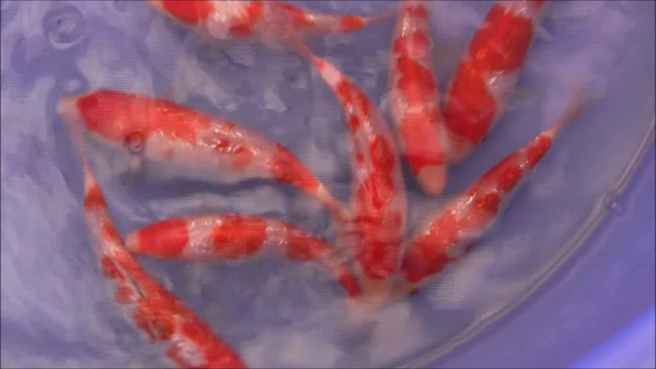 Kinrin Kohaku Tosai Selection Japan Trip - YouTube