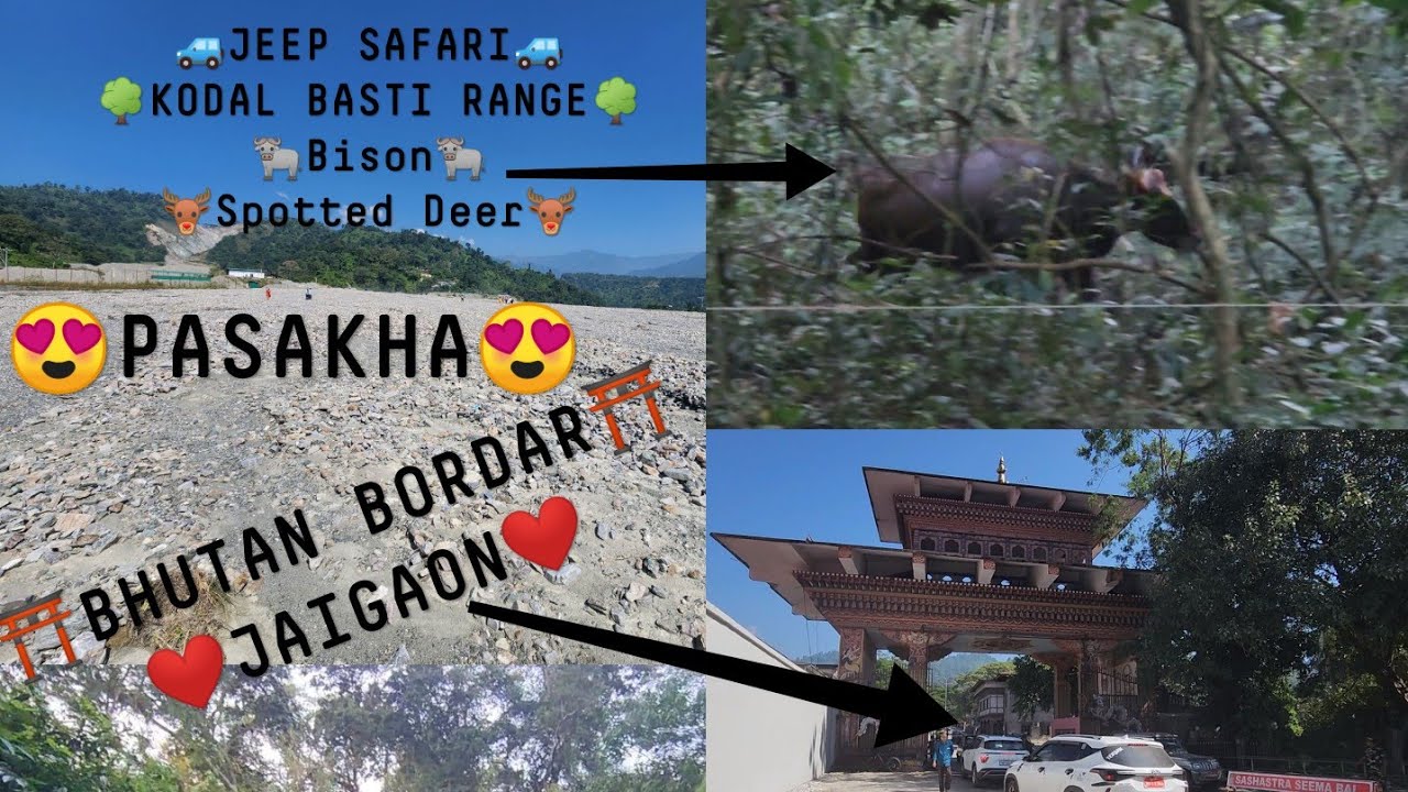 North Bengal Diaries - (Chilapata-Pasakha- Jaygaon)- *Jangal Safari ...