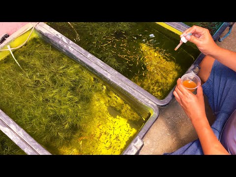 Stop Taking Care Too Much If You Want To Keep And Breed Guppies Successfully!!