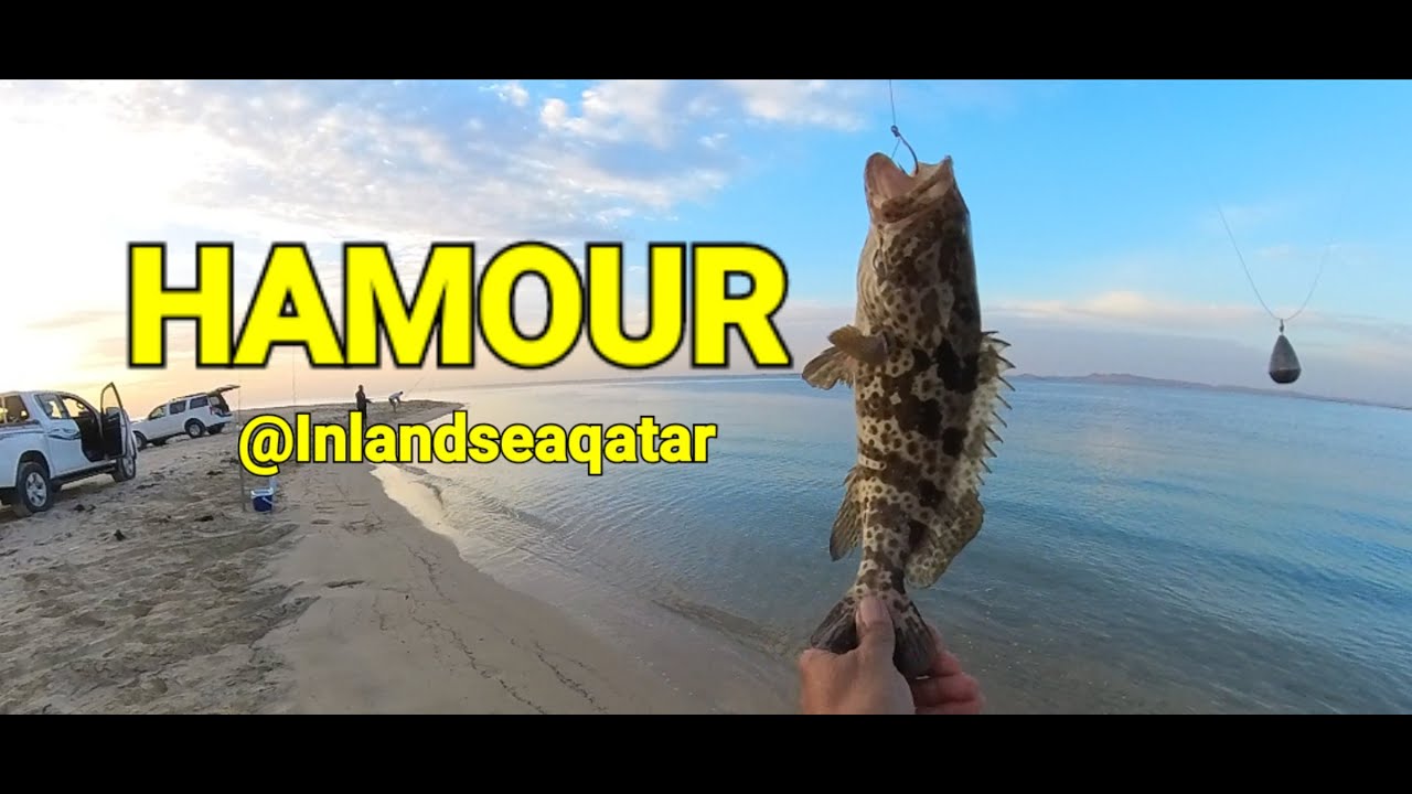 My third Hamour or Grouper fish at Inlandsea Qatar - YouTube