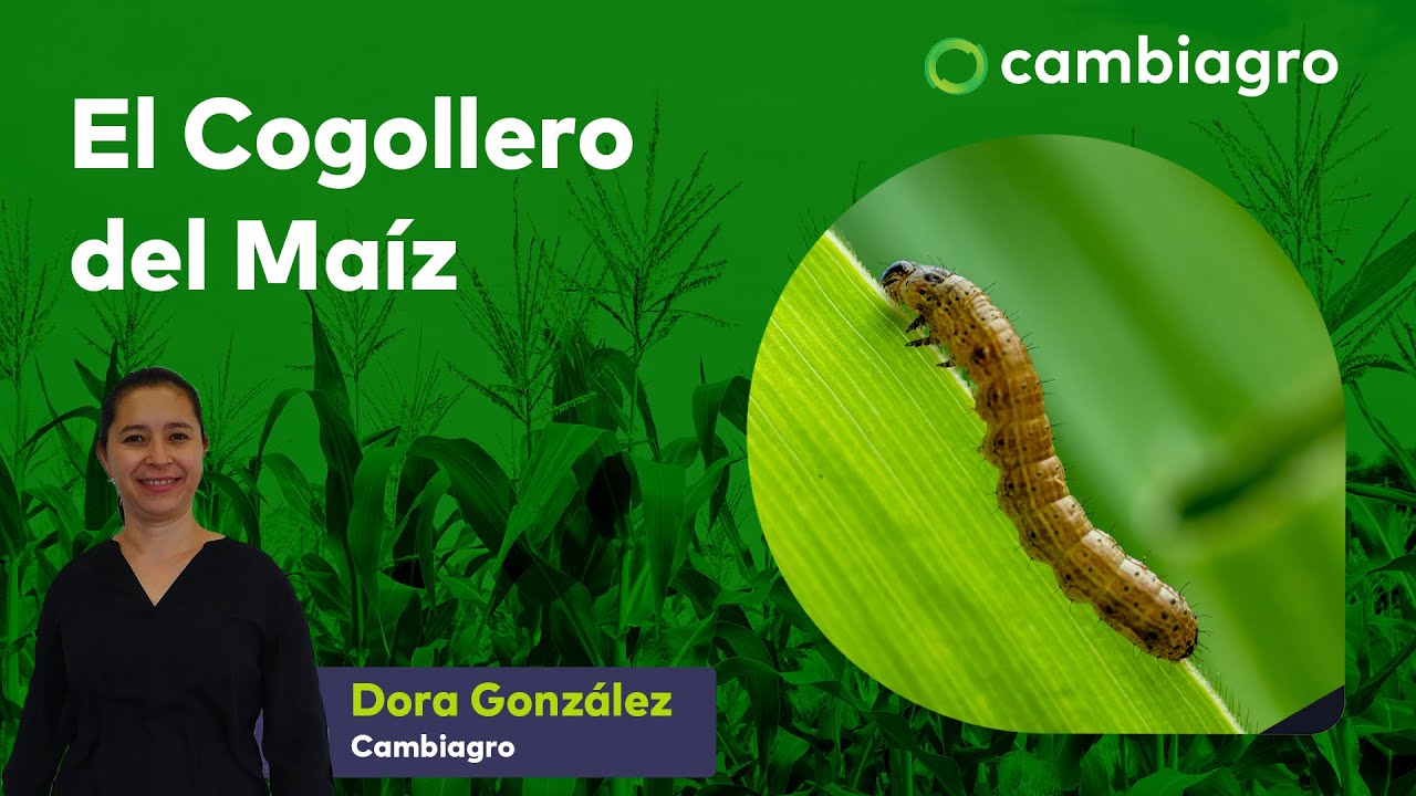 Gusano Cogollero Preparing Countries To Keep Fall Armyworm Away From
