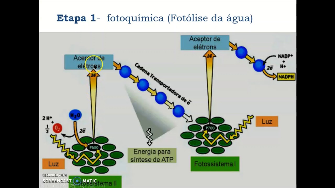 FOTOSSÍNTESE E QUIMIOSSÍNTESE - YouTube