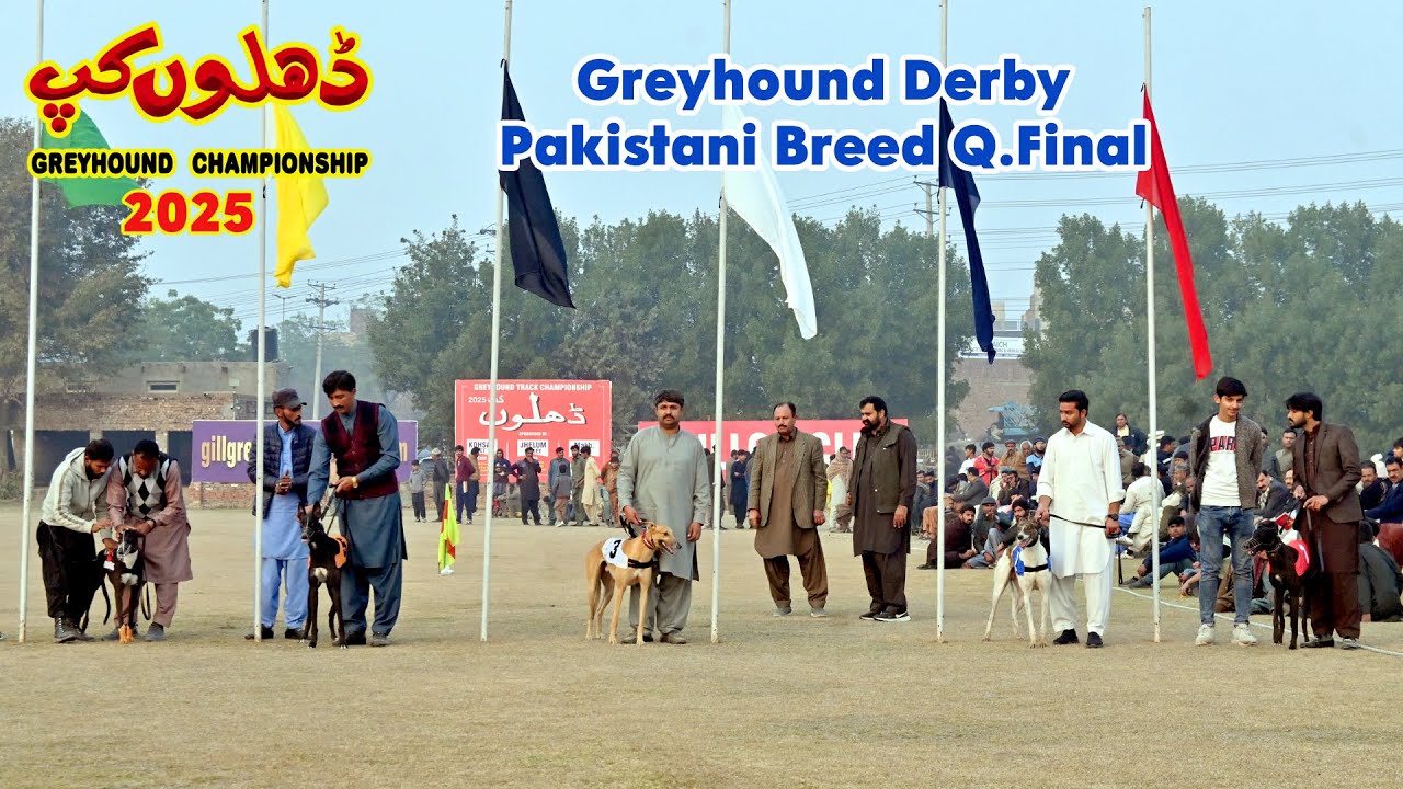 Greyhound Dog Derby | Pakistan Breed Greyhound || Q. Final || DHILLON'S ...