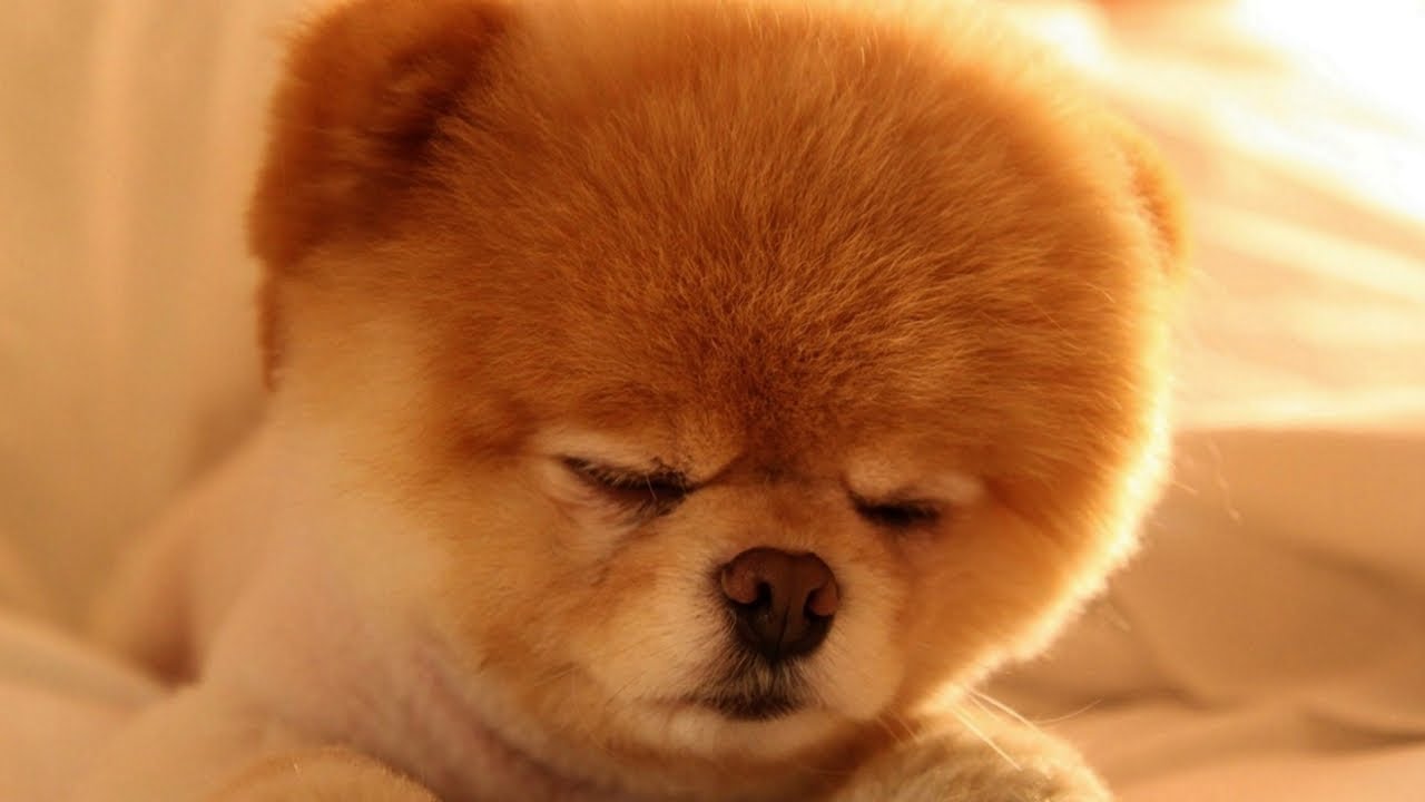 Cute Dogs Doing Funny Things Compilation 2018 - YouTube