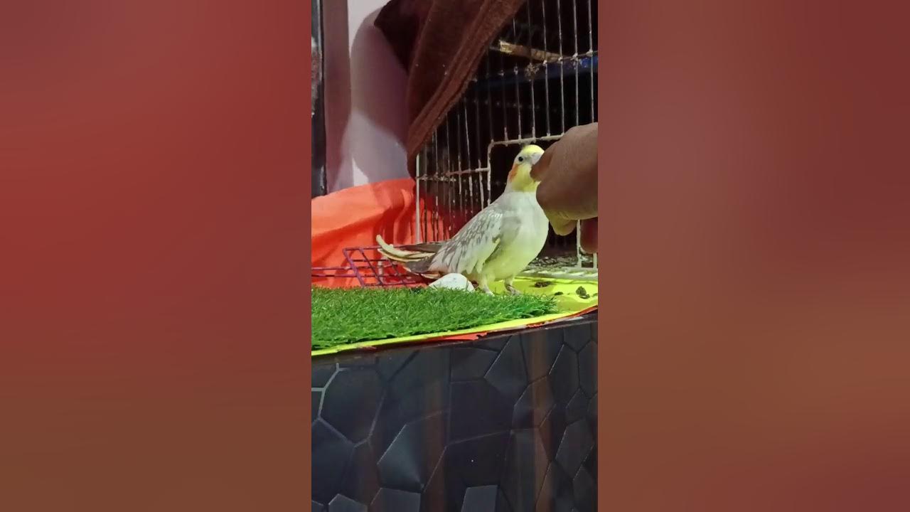 @MR.Bombastis-om8eb how to love cockatail his daddy #birds #colapsita #cockatiel #parot - YouTube