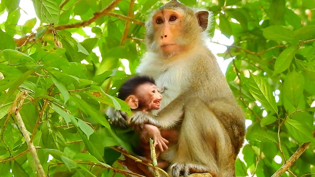 This is clip of Anna weaning milk baby monkey Ariana - YouTube