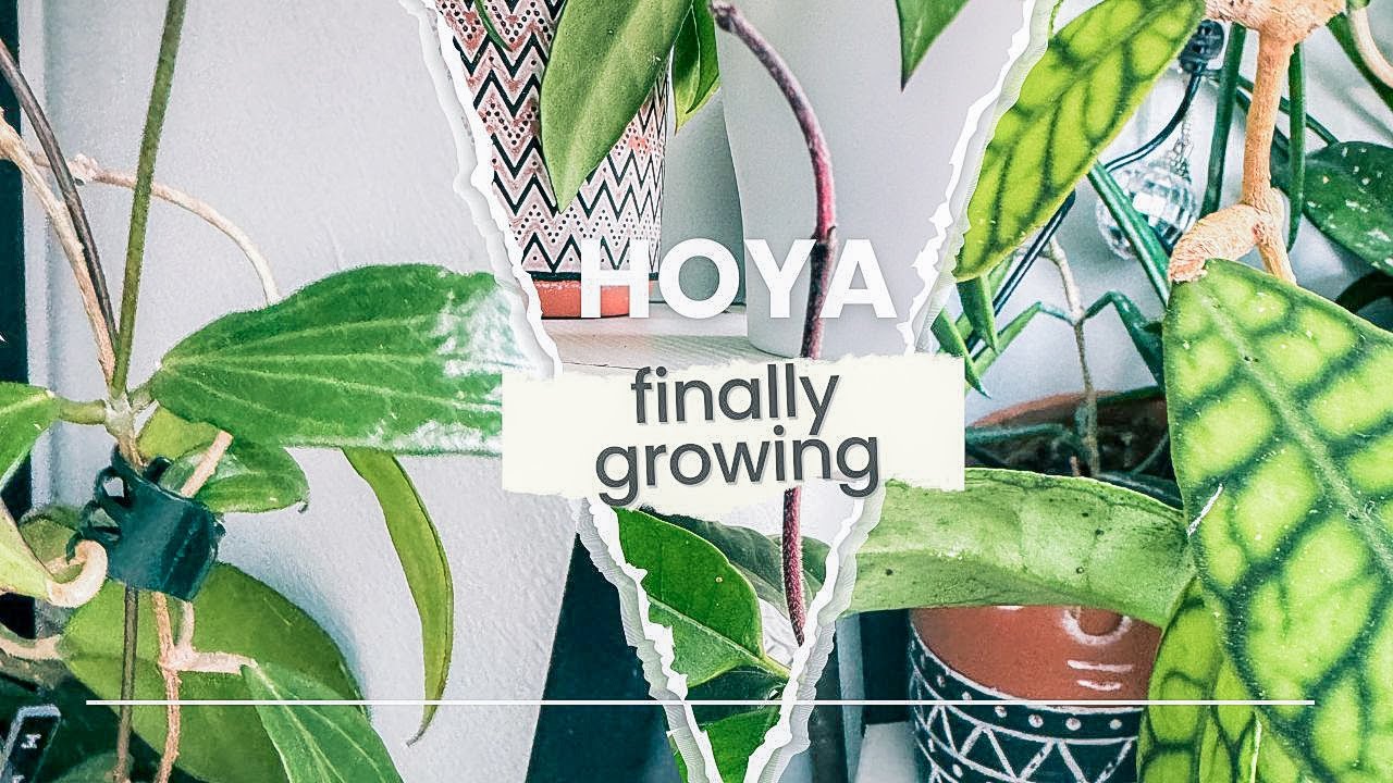 Hoya That Finally Growing/ Hoya Care/Hoya Vlog/Hoya Tour - YouTube