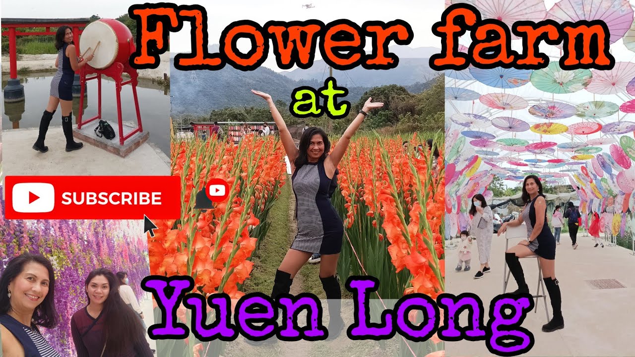 FLOWER FARM at SHUN SUM YUEN, YUEN LONG | by MERRYL MARANA - YouTube