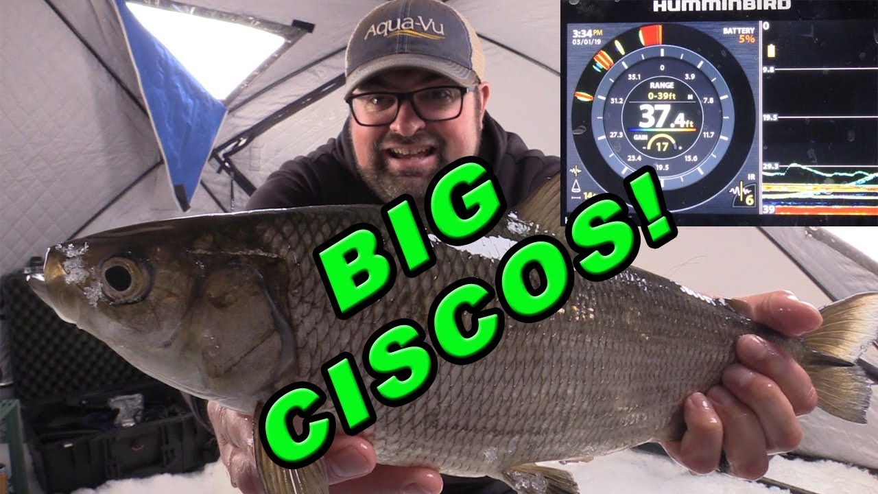 Dinner Plate Size (BIG) Ciscos!!! - YouTube
