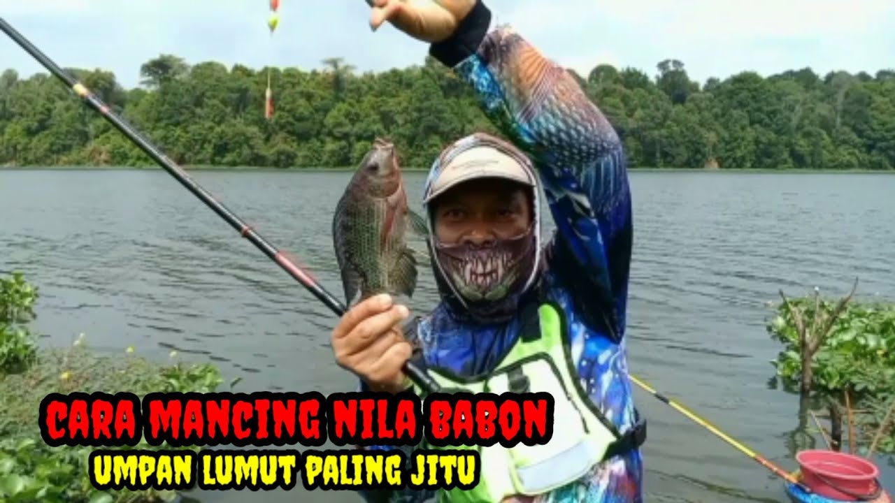 MANCING NILA BESAR AGAR TIDAK DI GANGGU NILA KECIL #mancingnyobok # ...