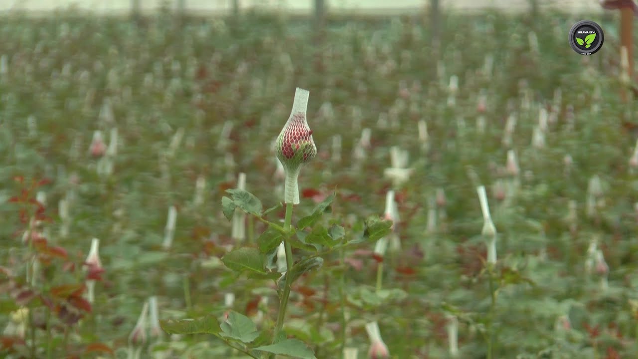 ಪಾಲಿಹೌಸ್ ನಲ್ಲಿ ಗುಲಾಬಿ ಬೇಸಾಯ | Polyhouse Rose - YouTube