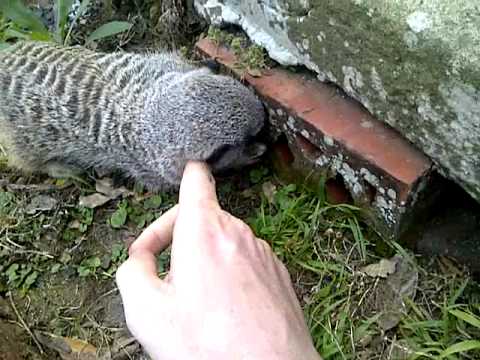 Attack of the meerkat - YouTube