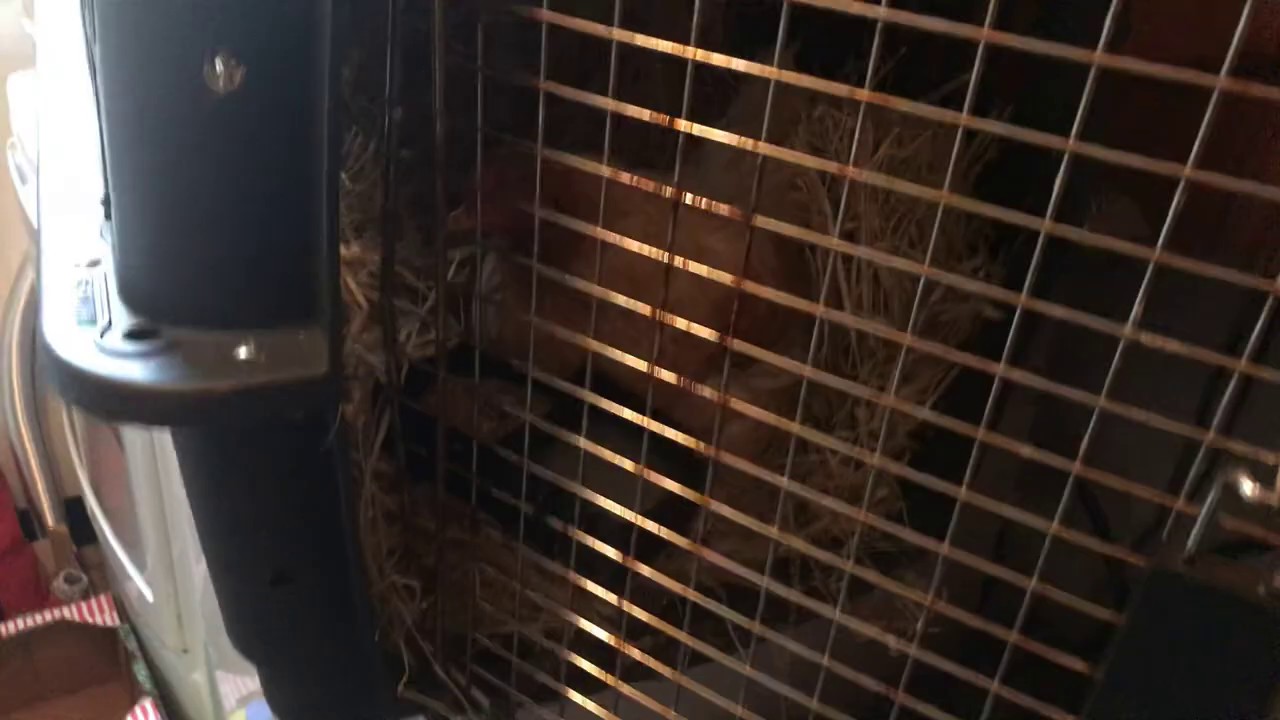 Treating Egg bound Hen part 2 - YouTube