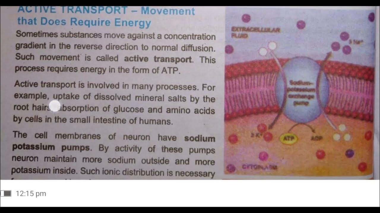 |9th Biology chap 04 | Transport In The Cell Active Transport and ...