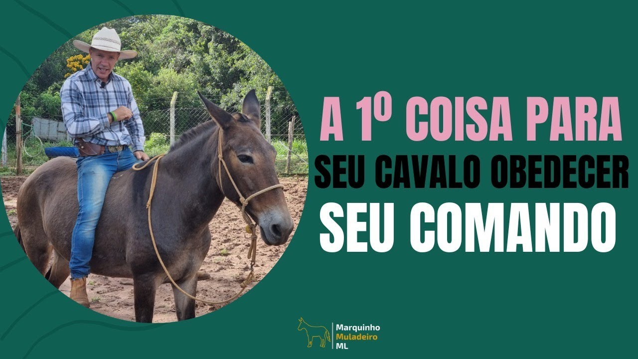 Programa Cavalo Bom pra Passeio : O 1º Comando para seu animal obedecer ...