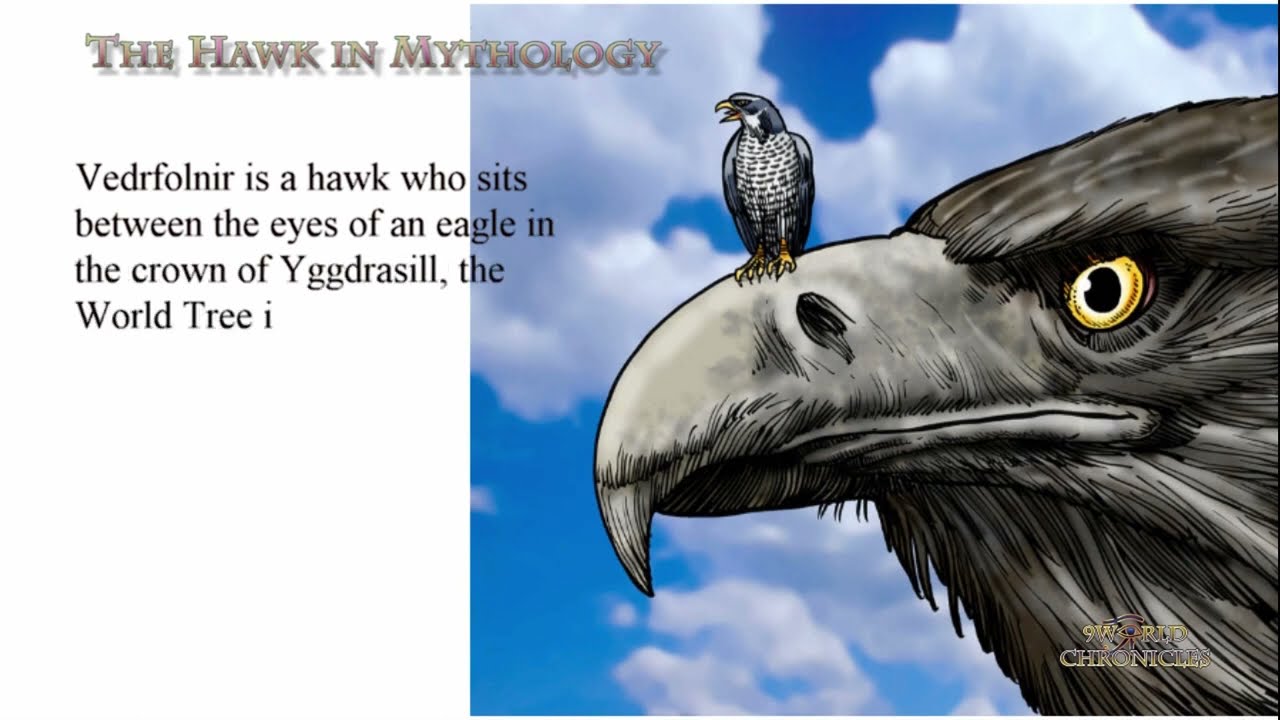 Hawks in ancient mythology - YouTube