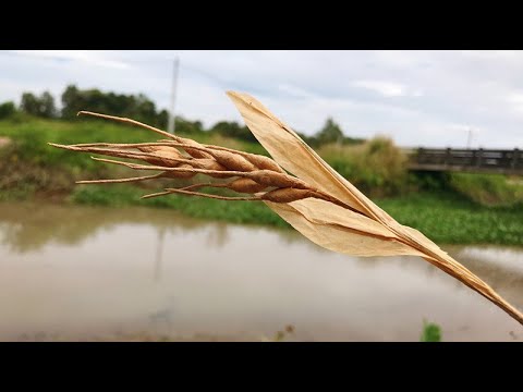 ABC TV | How To Make A Wheat Branch Paper #1 - Craft Tutorial - YouTube