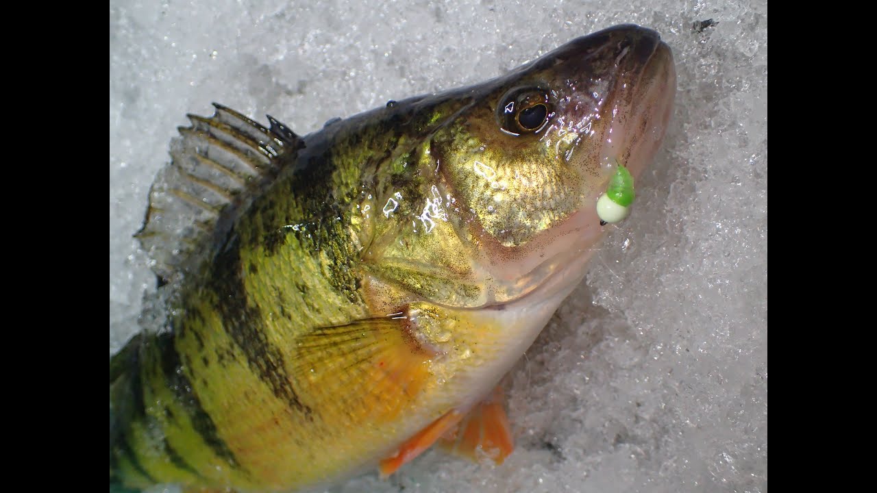 Simcoe Bug Action - YouTube