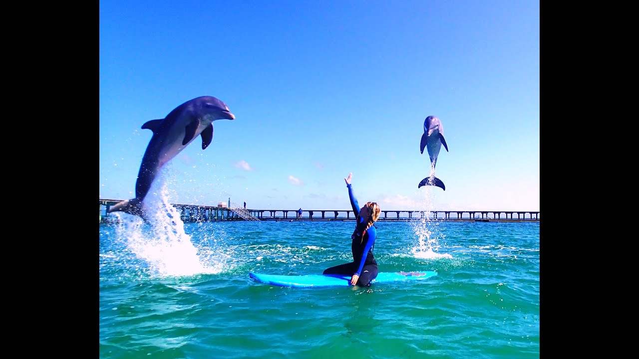 Dolphin Tale: The Real Experience - YouTube
