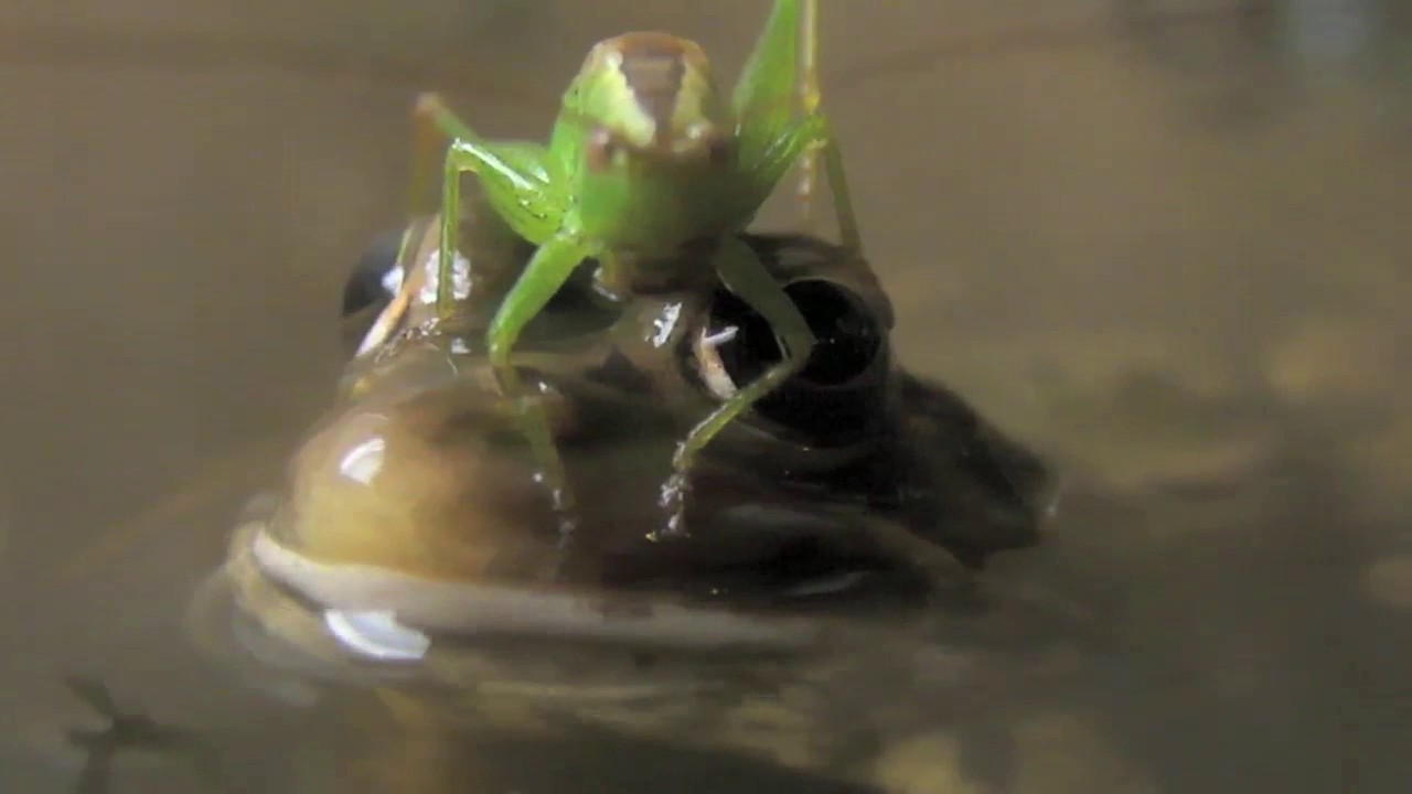 Amazing grasshopper expoits frog's blind spot. - YouTube