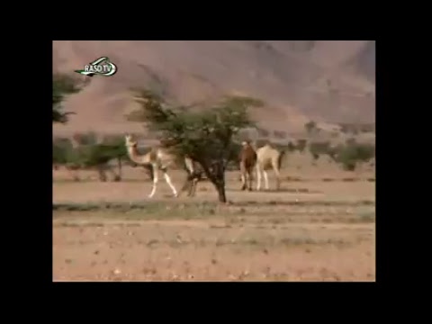 Emisión en directo de Rasd Tv - YouTube